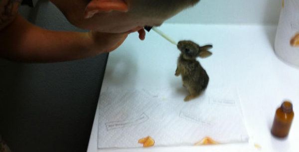 Freedom the Horse Gets Rescued After Falling in a Pit