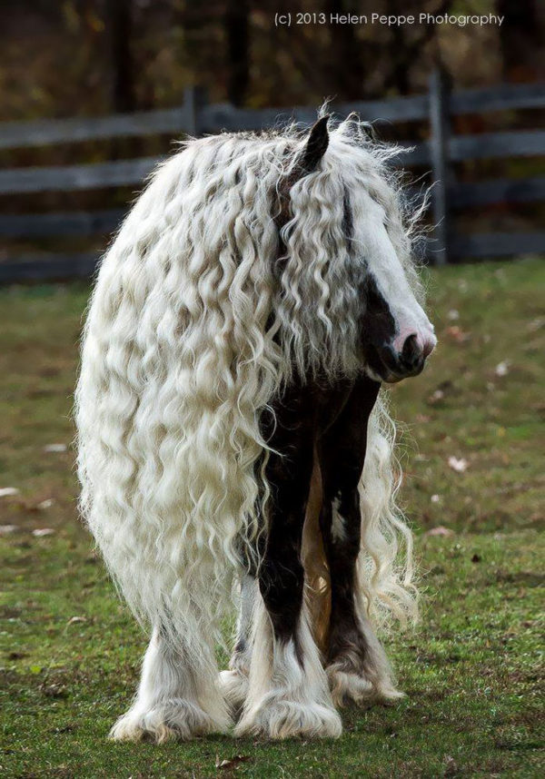 17 Animals With Long Hair