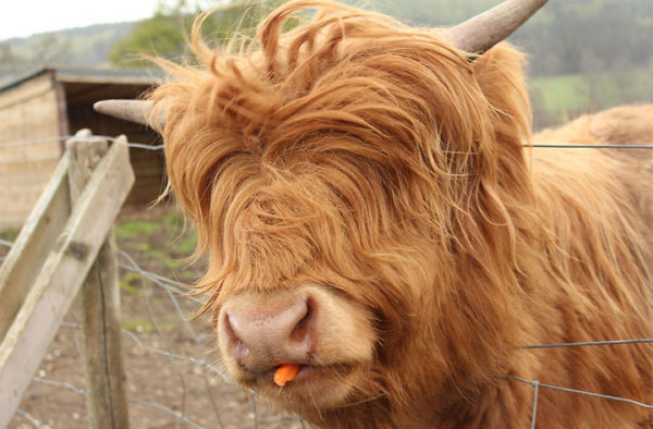 17 Animals With Long Hair