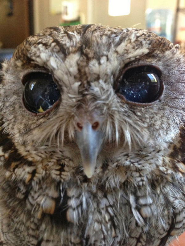 Zeus Is a Blind Owl but You Can See the Universe in His Eyes