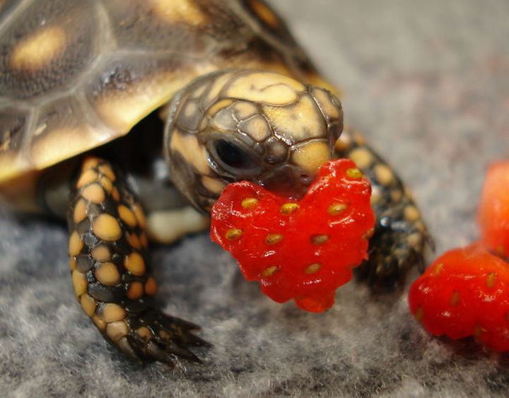 18 Adorably Cute Reptiles That Will Make You Go Awww