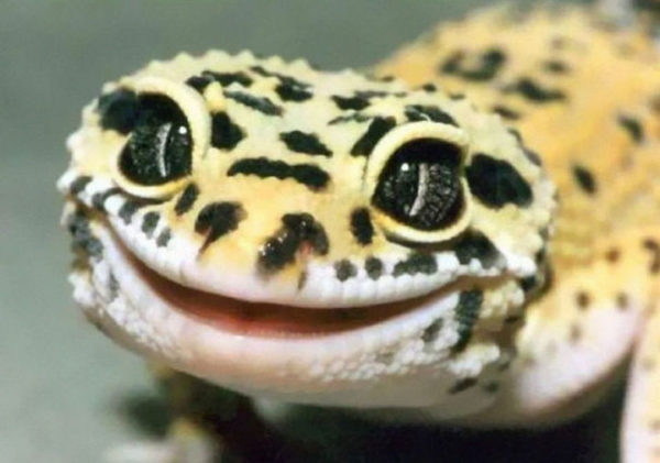 18 Adorably Cute Reptiles That Will Make You Go Awww