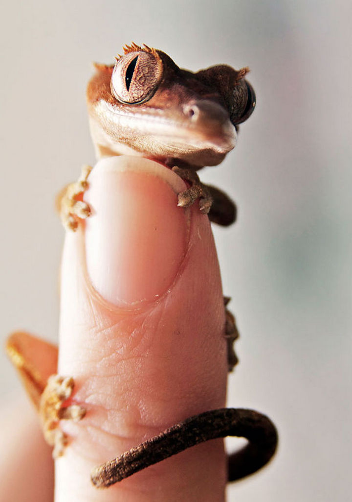 18 Adorably Cute Reptiles That Will Make You Go Awww