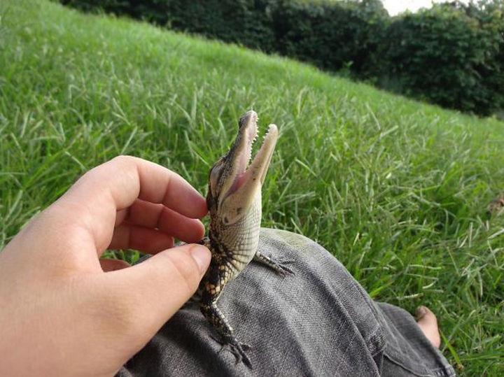 18 Adorably Cute Reptiles That Will Make You Go Awww