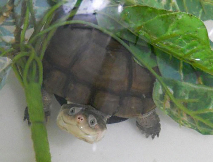 18 Adorably Cute Reptiles That Will Make You Go Awww