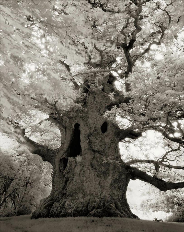 Beth Moon Spent 14 Years Capturing Images of Ancient Trees