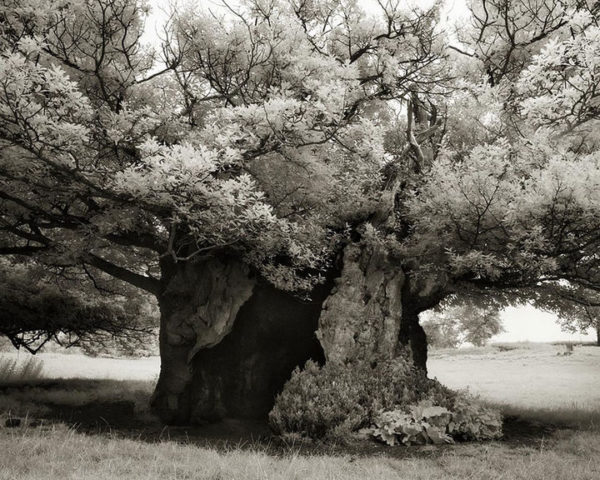 Beth Moon Spent 14 Years Capturing Images of Ancient Trees
