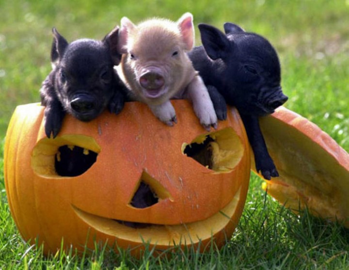 Here Are 22 Things Only Owners of Mini Pigs Will Understand