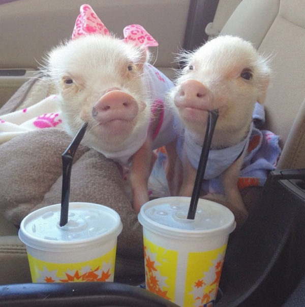 Here Are 22 Things Only Owners of Mini Pigs Will Understand