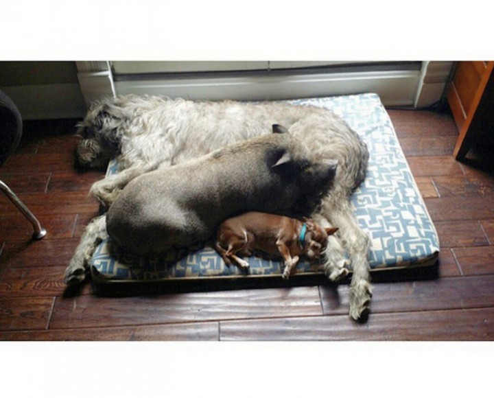 Here Are 22 Things Only Owners of Mini Pigs Will Understand