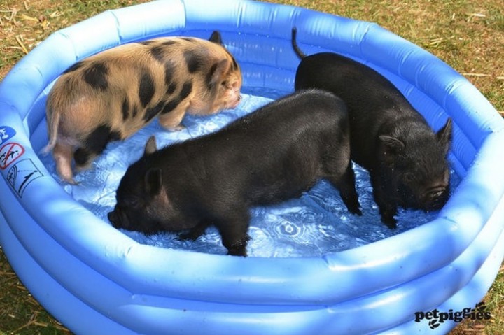 Here Are 22 Things Only Owners of Mini Pigs Will Understand