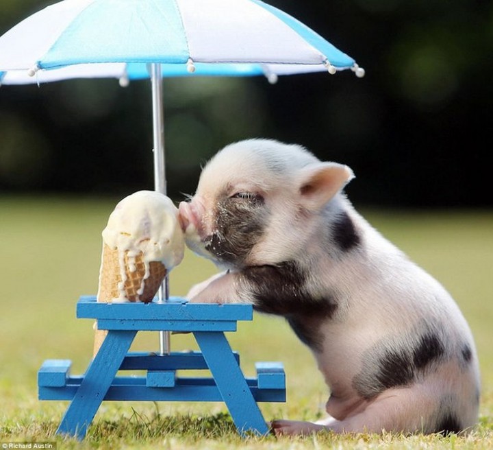 Here Are 22 Things Only Owners of Mini Pigs Will Understand