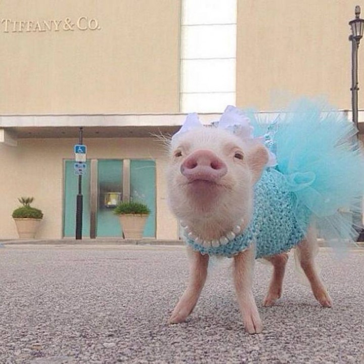 Here Are 22 Things Only Owners of Mini Pigs Will Understand