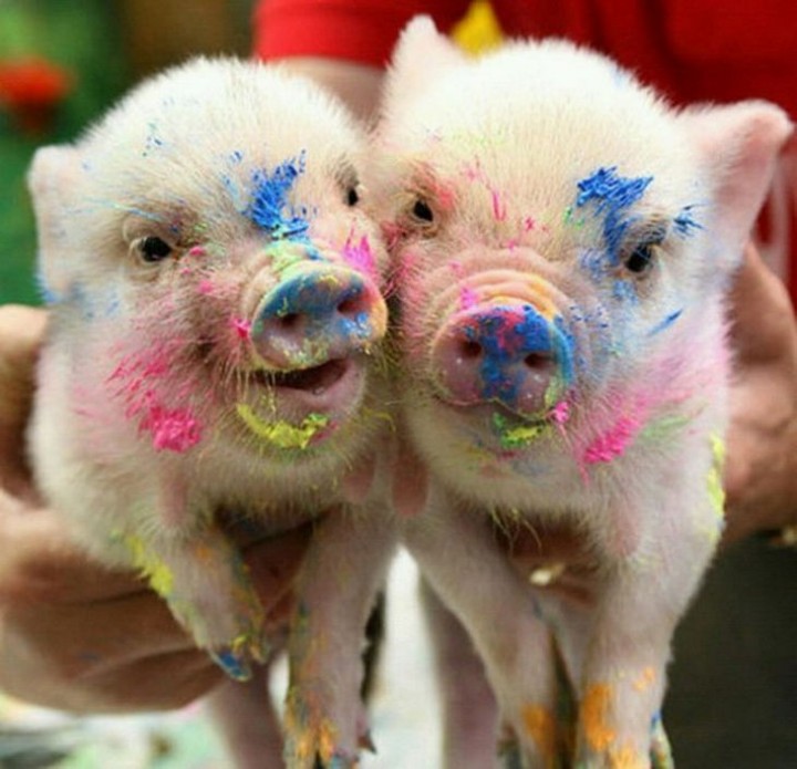 Here Are 22 Things Only Owners of Mini Pigs Will Understand