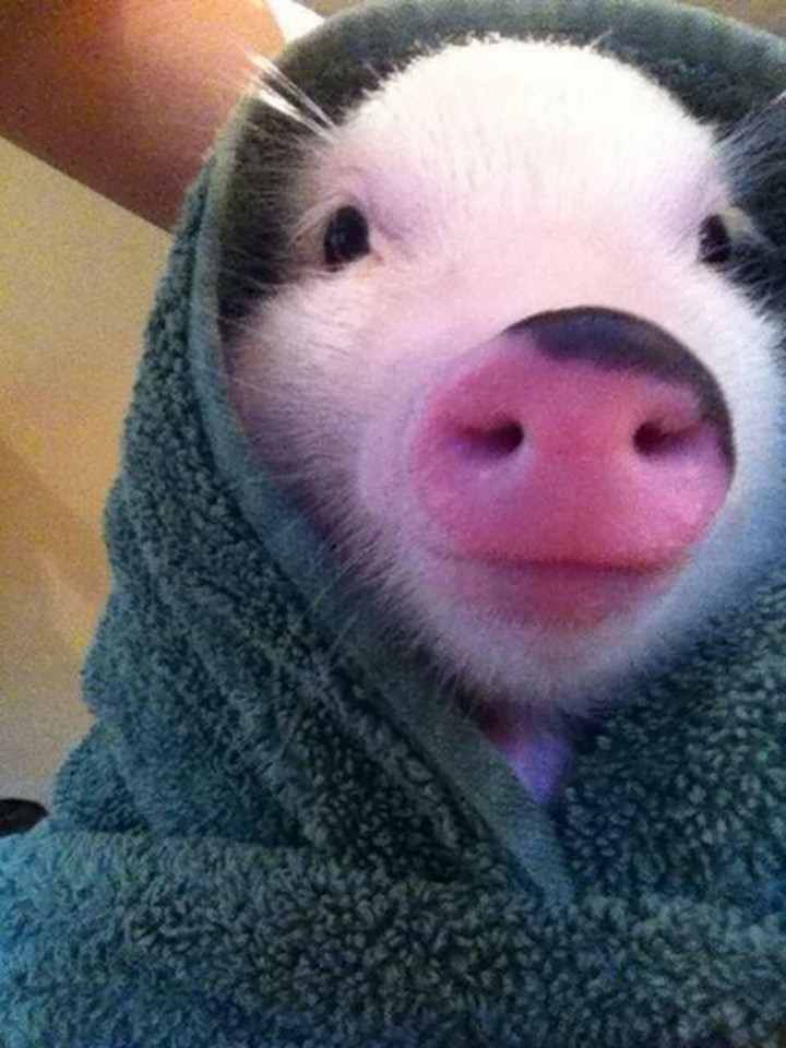 Here Are 22 Things Only Owners of Mini Pigs Will Understand