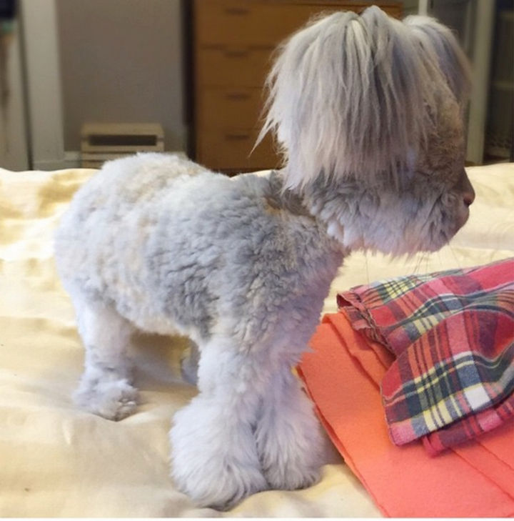 Wally the Angora Rabbit With His Fluffy Ears Is the Cutest Ever