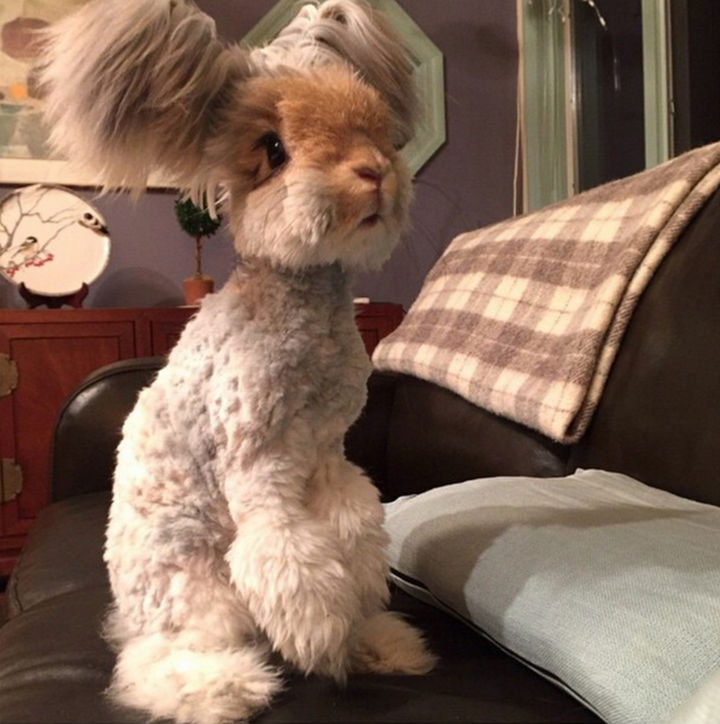 Wally the Angora Rabbit With His Fluffy Ears Is the Cutest Ever