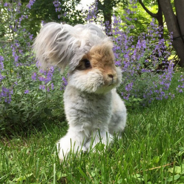 Wally the Angora Rabbit With His Fluffy Ears Is the Cutest Ever