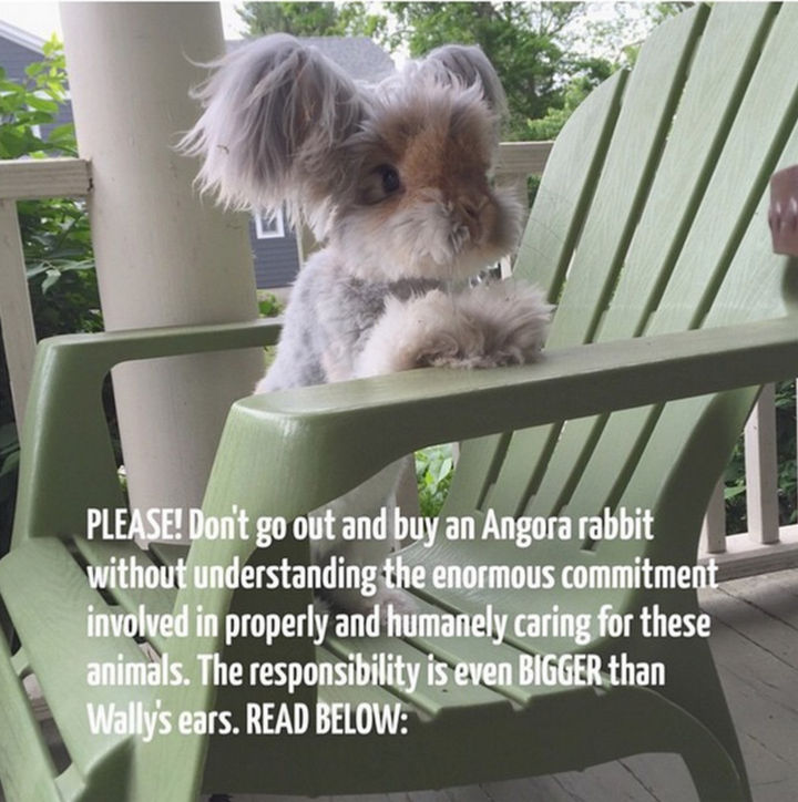 Wally the Angora Rabbit With His Fluffy Ears Is the Cutest Ever