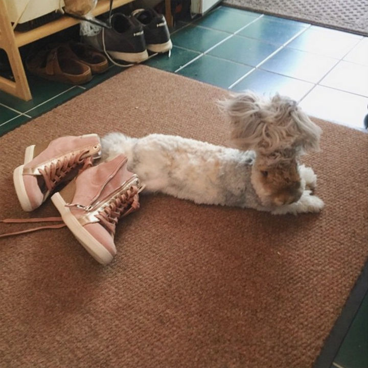 Wally the Angora Rabbit With His Fluffy Ears Is the Cutest Ever