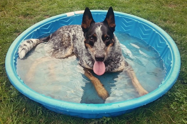 39 Animals Swimming Around the Swimming Pool and Hanging Out