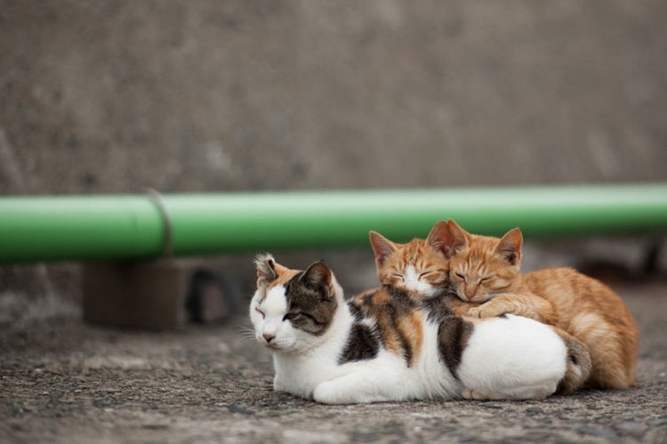 Cat Island in Japan Is Heaven for Japanese Cats in Fukuoka