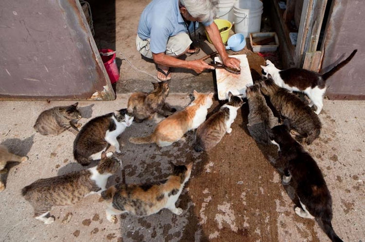 Cat Island in Japan Is Heaven for Japanese Cats in Fukuoka