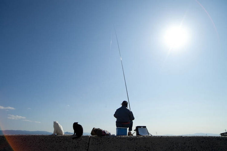 Cat Island in Japan Is Heaven for Japanese Cats in Fukuoka