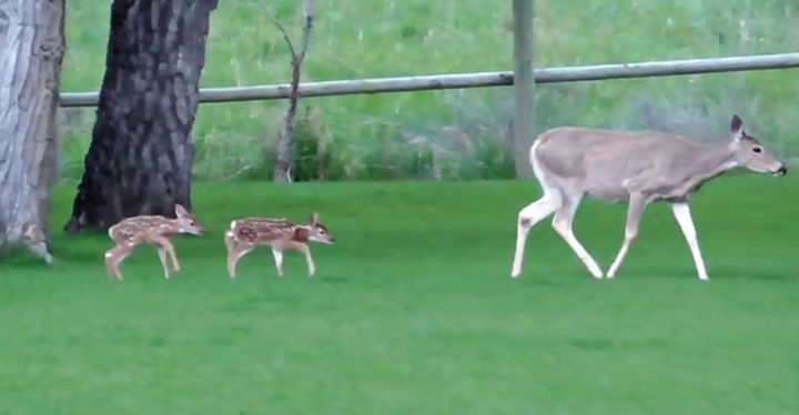 Baby Deer Rescue and Release by a Man Who Loves Nature