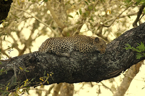 14 Big Cats Acting Like House Cats