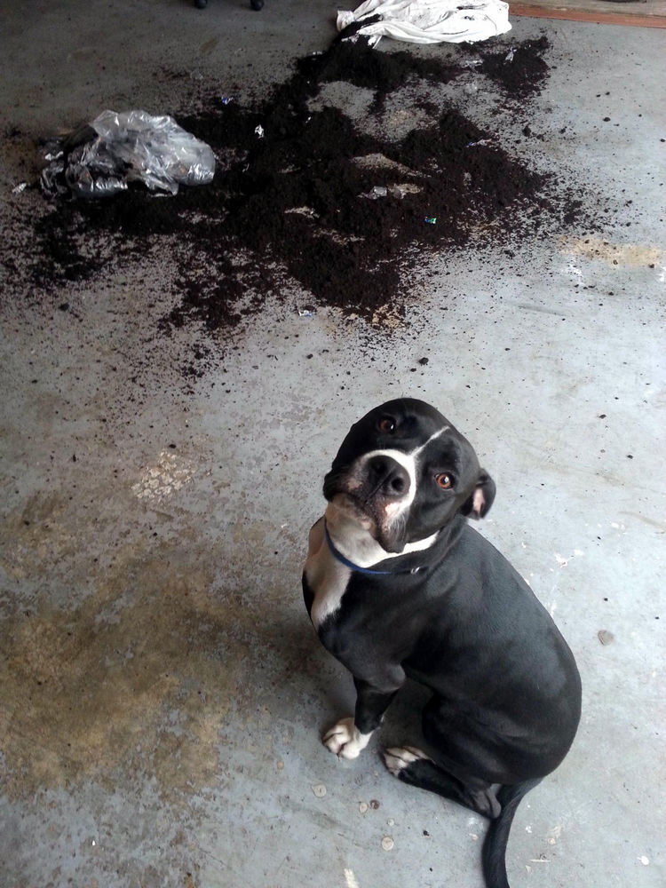 15 Guilty Dogs Who Were Caught in the Act by Their Humans