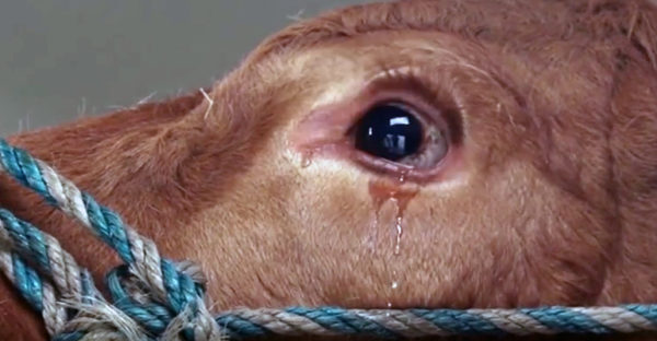 Crying Cow Is Saved from Slaughter After Dairy Farm Closes