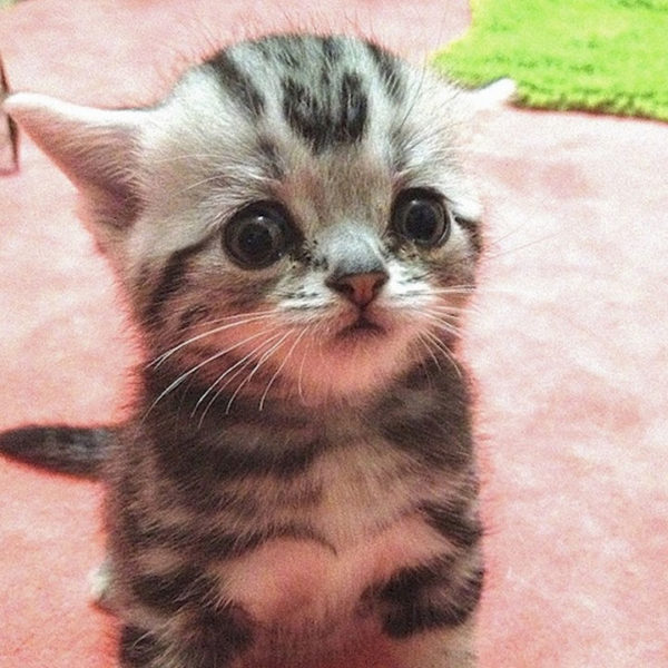 Meet Luhu, the Saddest Cat in the World. He Is so Cute and Adorable!