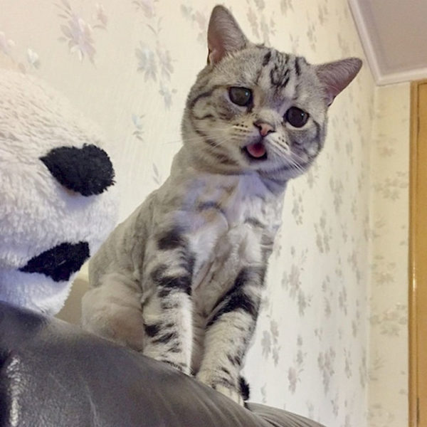 Meet Luhu, the Saddest Cat in the World. He Is so Cute and Adorable!