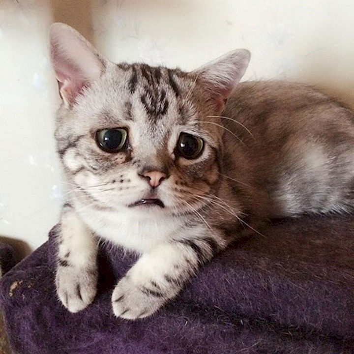 Meet Luhu, the Saddest Cat in the World. He Is so Cute and Adorable!