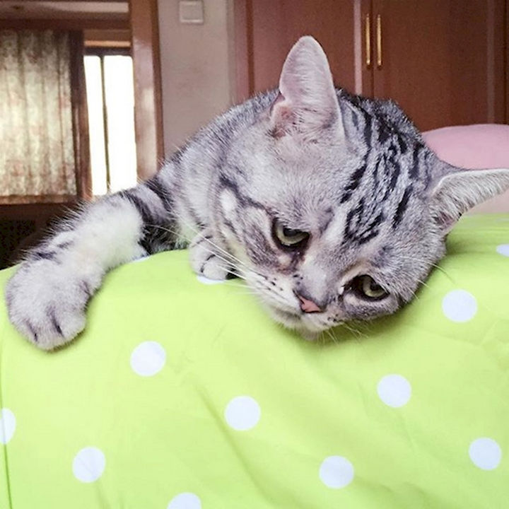 Meet Luhu, the Saddest Cat in the World. He Is so Cute and Adorable!