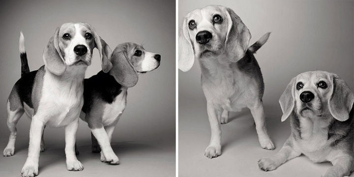 Photographer Amanda Jones Takes Dog Photos Across their Years