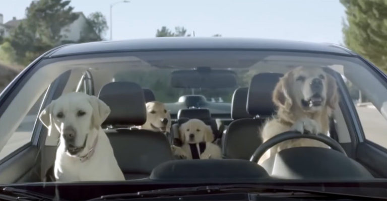 Subaru Dog Commercials Featuring "The Barkleys" New Dog Family Ad