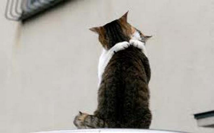 10 Cats Hugging in Cute Photos