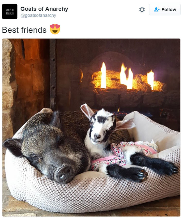 30 Happy Pictures That Will Instantly Bring a Smile to Your Face