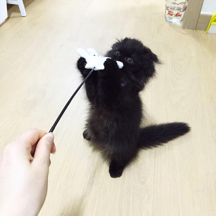 Gimo the Cat Will Mesmerize You With His Big, Bold Eyes!