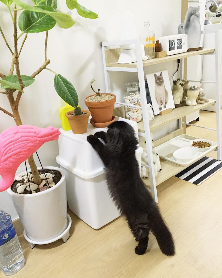 Gimo the Cat Will Mesmerize You With His Big, Bold Eyes!