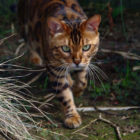 Thor, a Gorgeous Bengal Cat With Purrfect Markings Colored by Nature
