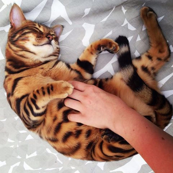 Thor, a Gorgeous Bengal Cat With Purrfect Markings Colored by Nature