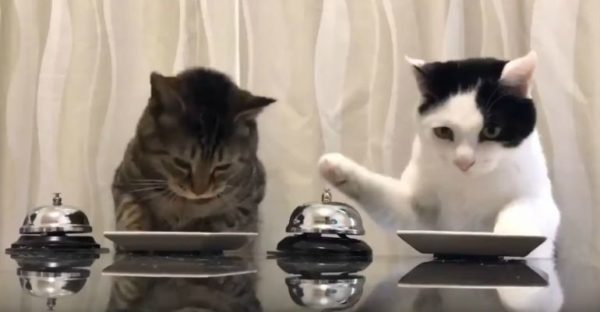 Hilarious Cats Ringing Bell for Food. They Would Make Pavlov Happy!