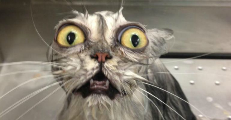 30 Cats Making Poor Life Choices and Immediately Regretting It!
