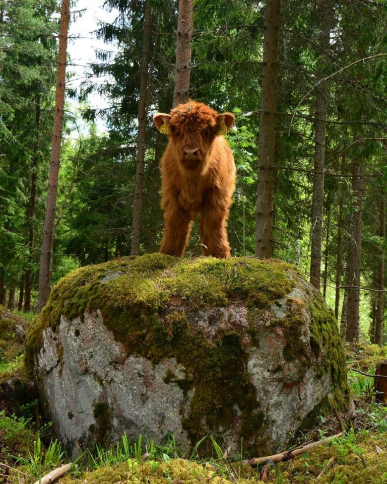 21 Highland Cattle Calf Photos to Bring a Smile to Your Day