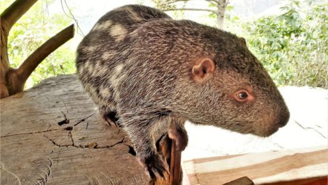 'Shower Rat' Washing Itself Is the Cutest Thing Ever but It's Not a Rat