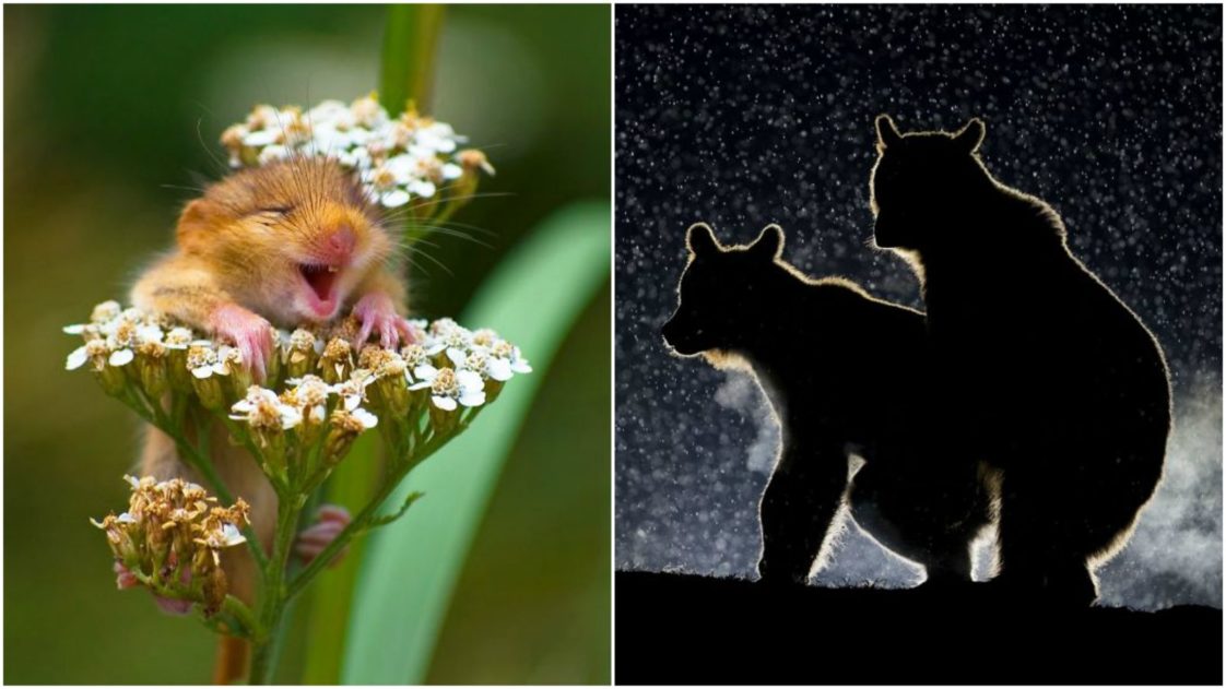 Watch Animals Jumping on Trampolines and Having Hilarious Fun Outside