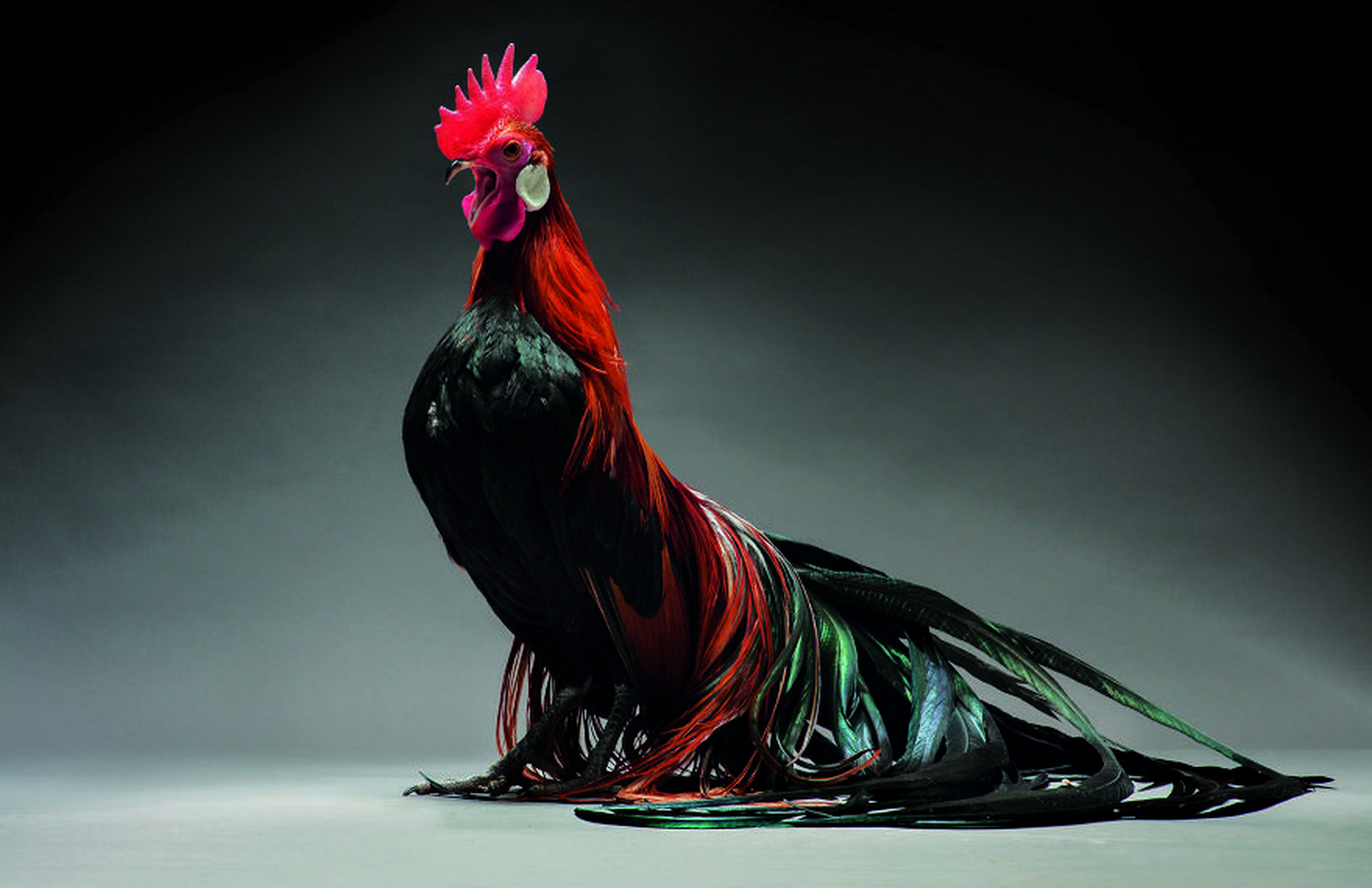Two Amazing Photographers Take Pictures of Chickens - Simply Beautiful